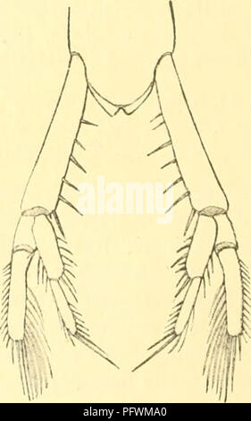 An illustration showing various species of Cumacea, a group of ...