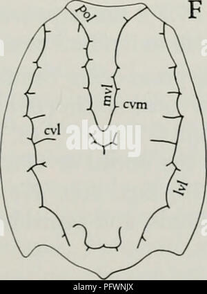 The Cyathaspididae family consists of extinct jawless vertebrates from ...