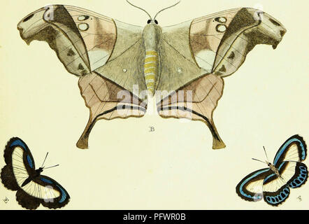 This work focuses on the foreign beetles found in Asia, Africa, and ...