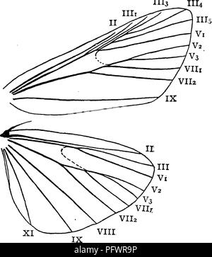 meal moth, Pyralis farinalis, on a white bathrrom tile Stock Photo - Alamy