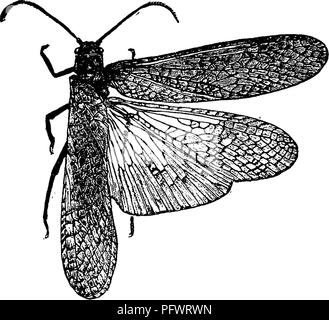 A manual for the study of insects (Page 103 Stock Photo - Alamy