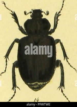 This book is a comprehensive guide to the beetles of Europe, providing ...
