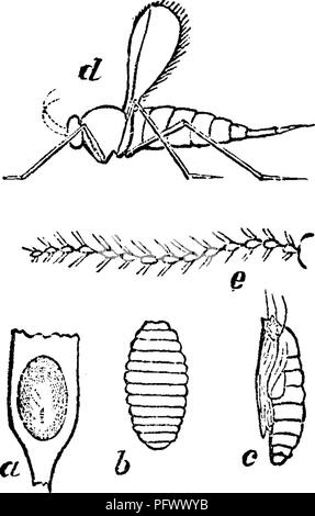 This work details various insect pests affecting fruit crops, including ...