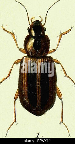 This work presents the natural history and iconography of European ...