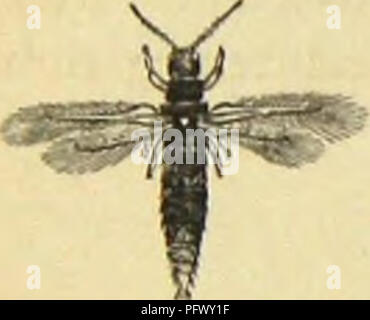 This German work on insects, millipedes, and spiders provides detailed ...