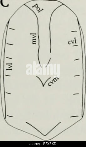 . The Cyathaspididae; a family of Silurian and Devonian jawless ...