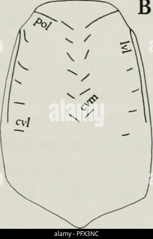 This research focuses on the Cyathaspididae family, a group of Silurian ...