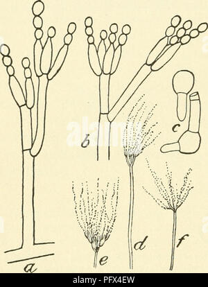 A study of the cultural growth and characteristics of various species ...