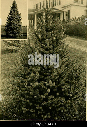 This handbook offers detailed descriptions of coniferous and broad ...