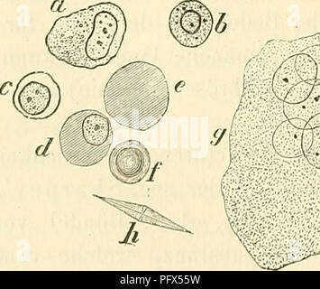 This textbook provides an introduction to histology and microscopy ...