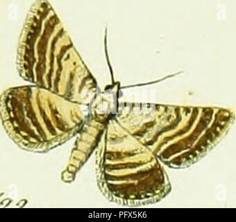 This work by Jacob Hübner focuses on the species of the Geometridae ...