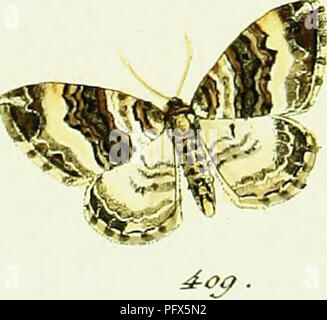 This work focuses on the study of Geometridae, a family of moths in the ...