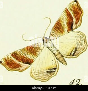 A detailed work on the Geometridae family of moths, focusing on species ...