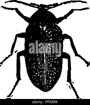 . A manual for the study of insects. Insects. COLEOPTERA. 501 The parts ...