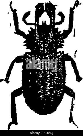 Anna Botsford Comstock, 1854 - 1930, US naturalist Stock Photo - Alamy