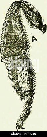 The illustrated Australasian bee manual and complete guide to modern ...