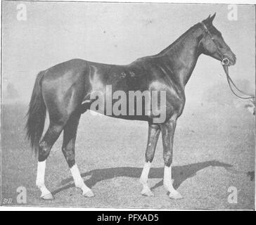 This work on horse anatomy covers the conformation and evolution of ...