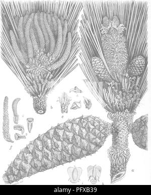 Pine cones are the fruiting structures of pine trees belonging to the ...