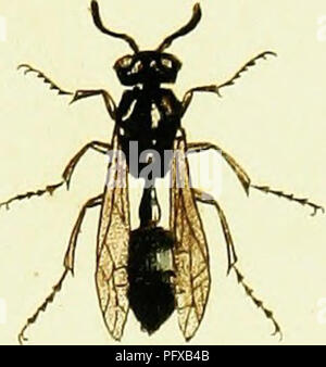 This work categorizes crustaceans and insects into families, providing ...