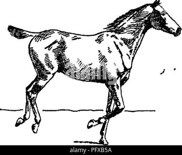 This treatise discusses the conformation, movements, breeds, and ...