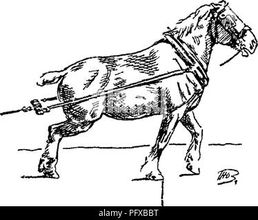 A detailed treatise on horse conformation, breed characteristics ...