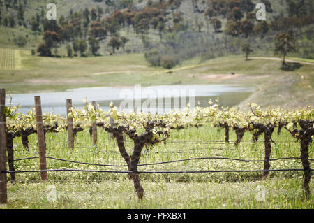 Vine in a vineyard in the Pyrenees of Victoria, Australia Stock Photo ...