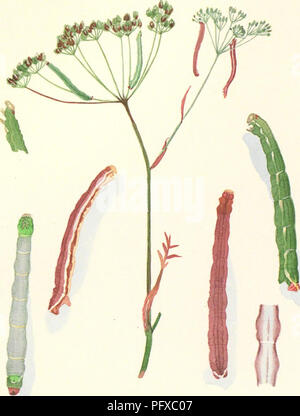 This work focuses on the biology of Eupithecia, a genus of moths. It ...