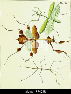 This work by Dru Drury presents over 240 illustrations of exotic ...