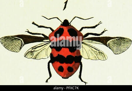 This work by Dru Drury presents over 240 illustrations of exotic ...