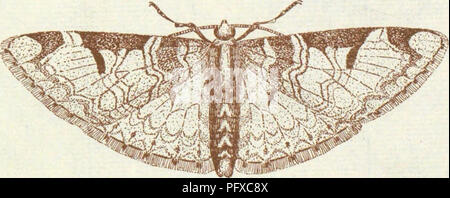 This work focuses on the biology of Eupithecia, a genus of moths. It ...