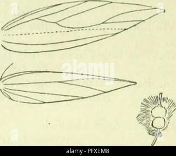 This comprehensive guide to British insects covers their various life ...