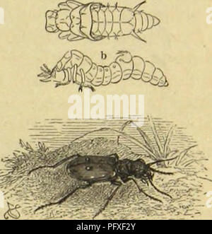 A study on insects, millipedes, and spiders, describing their behavior ...