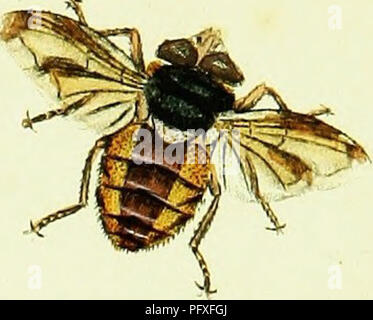 This work on British insects outlines their life cycles, from larvae to ...
