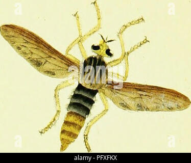 A study on beetle metamorphosis, detailing their life cycle and ...