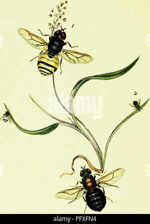 Edward Donovan's work on British insects outlines their life stages ...