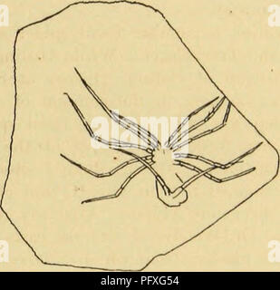 This work details the natural history of orb-weaving spiders in the ...