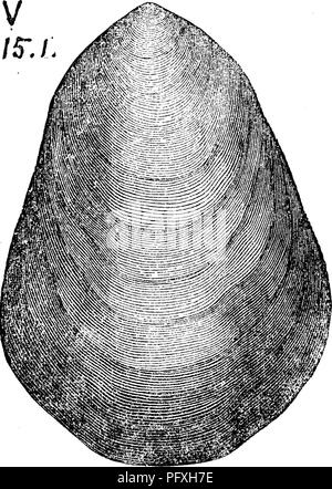 Pentamerus oblongus (Sowerby Stock Photo - Alamy