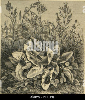 This work discusses the metamorphosis, behavior, and instincts of ...