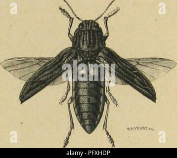 This work covers the metamorphoses and instincts of various insects ...