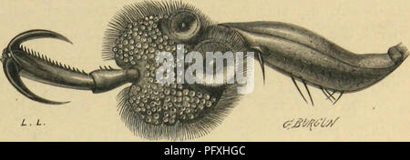 This work describes the classification of crustaceans and insects ...