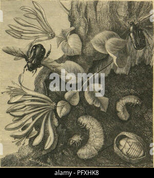 This work examines the metamorphosis, behaviors, and instincts of ...