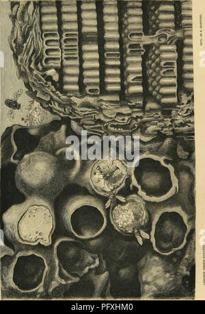 This work details the metamorphosis, behavior, and instincts of various ...