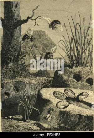 This text covers the metamorphosis and instincts of various arthropods ...