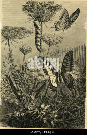 This work discusses the metamorphoses and instincts of various ...