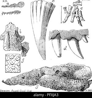 This paleontological dictionary catalogues fossils from Pennsylvania ...