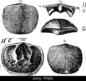 This fossil dictionary, focusing on Pennsylvania and neighboring states ...