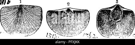 This dictionary catalogues the fossils found in Pennsylvania and ...
