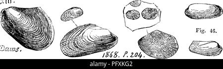 This dictionary provides detailed descriptions of fossils found in ...