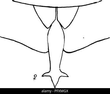 The Eurypterida of New York figure 116 117 Stock Photo - Alamy