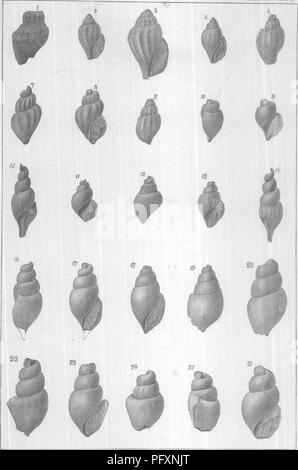 Fossil gastropods and cephalopods from the Raritan clays and greensand ...